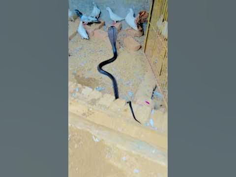 Snake 🐍 attack pigeons #birds #kabootarbazivlogs #kabootarbaziakfunn # ...