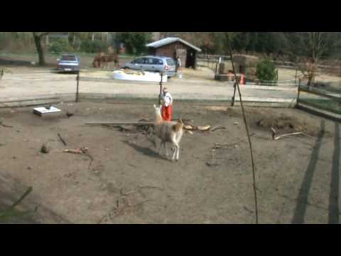 Lama Fight - YouTube