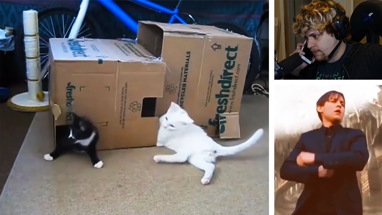 CAT.EXE HAS STOPPED WORKING | Hidden Far From Home Villain | Meme ...