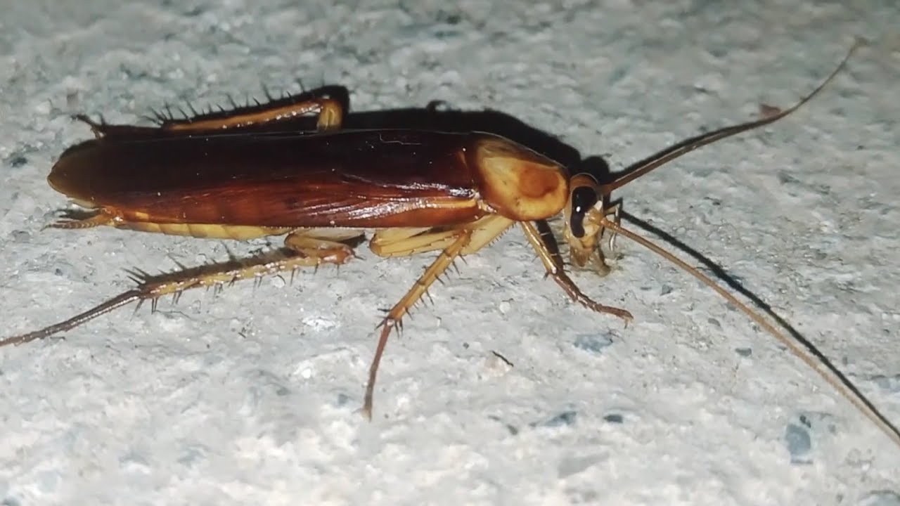 Kecoa bermain di balik pintu dan di jalanan #kecoa #kecoak #cockroach # ...
