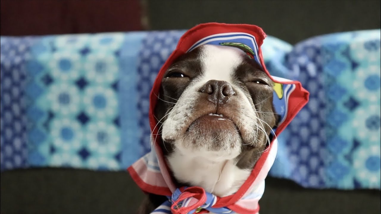 Cutest Baby Boston Terrier ever Unboxing - YouTube