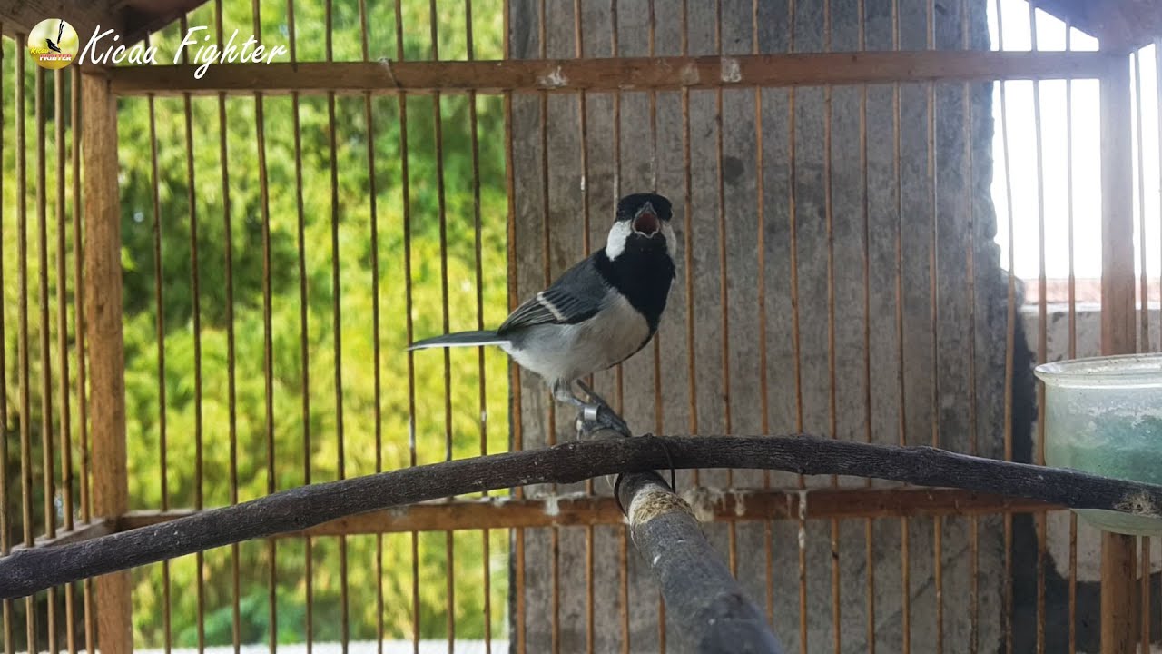 Masteran Glatik Betina Lokal Paling AMPUH - Cepat Bikin Glatik Batu ...