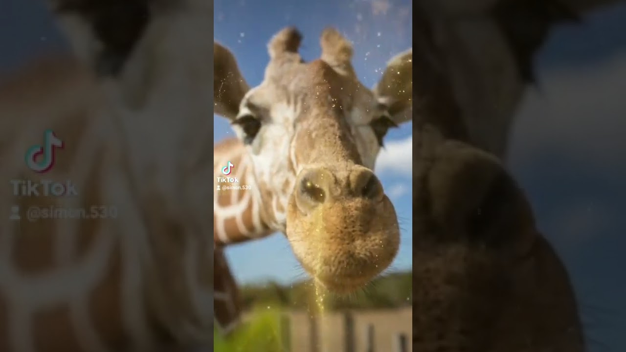 quoi comme animal - YouTube