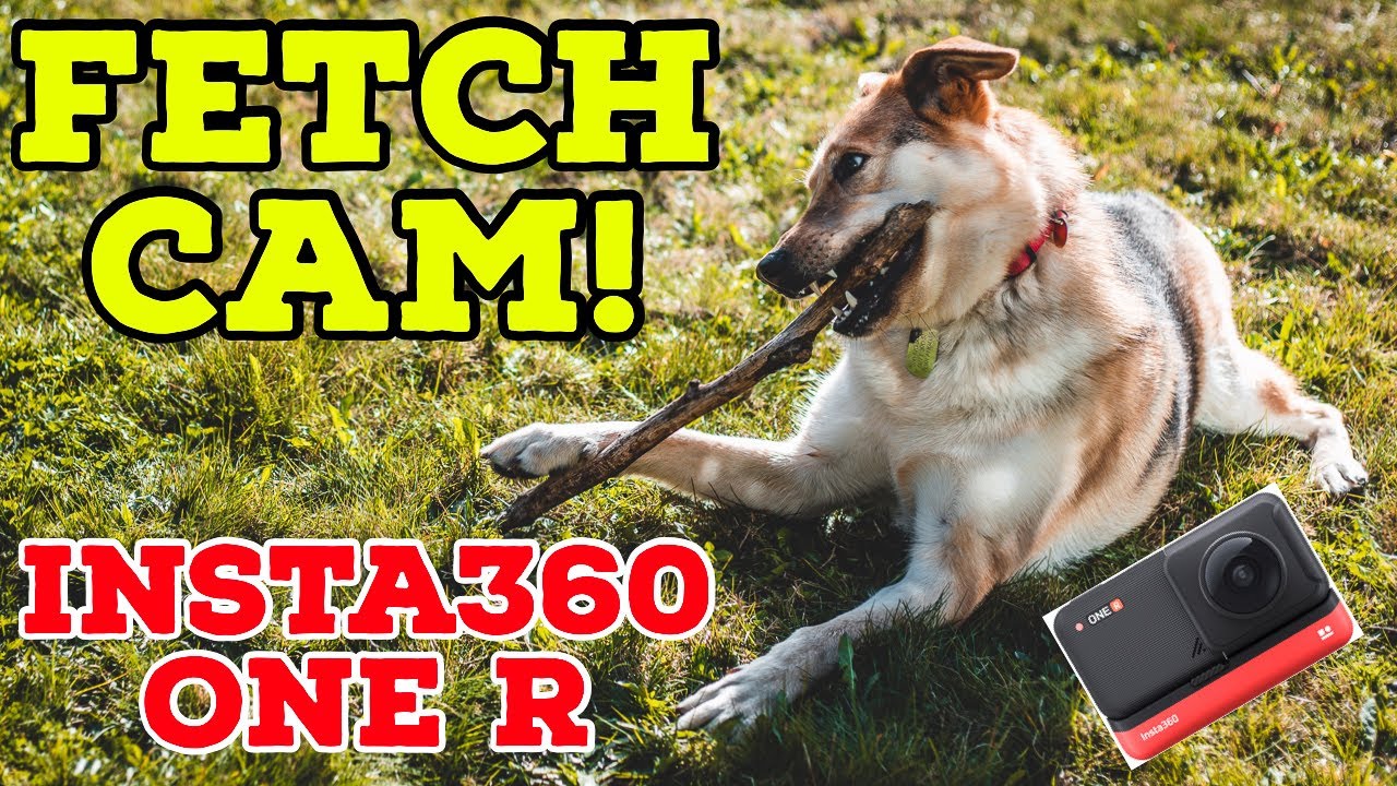 I strapped the INSTA360 ONE R to our dog! | Insta360 One R Stability ...