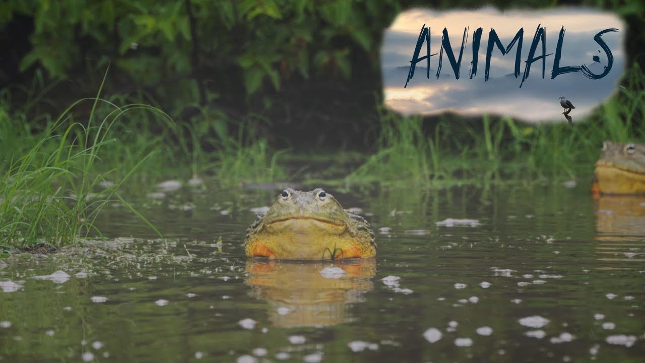 African swarming frog in the wild.Animals Of The World.Domestic and ...