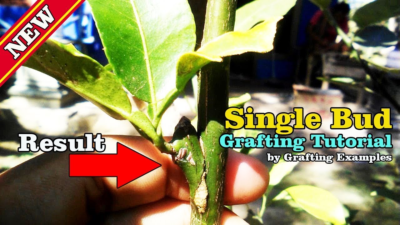 Single Bud Grafting Fruit Tree by Grafting Examples - YouTube