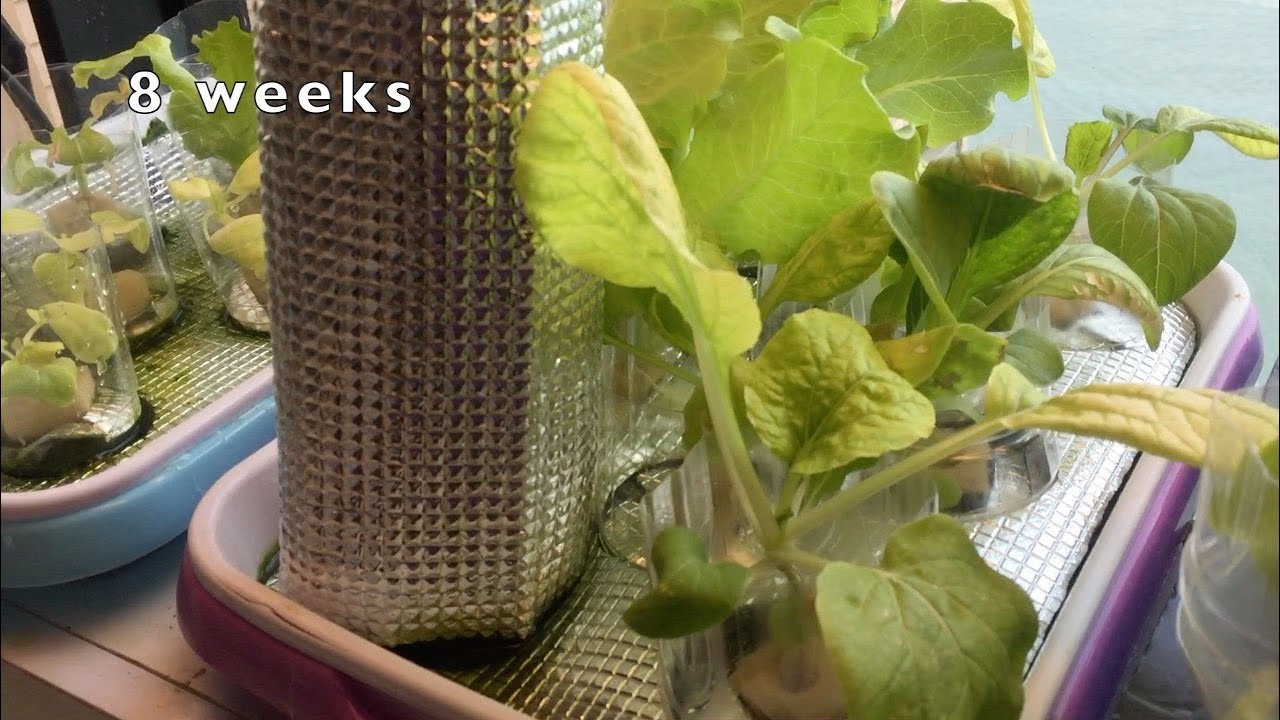 Natural and Simple 5 Step Home Hydropics System. - YouTube