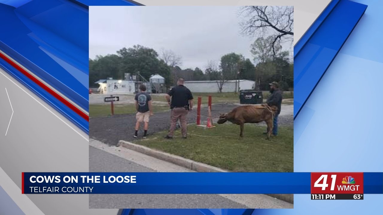 Cattle escape trailer in downtown McRae-Helena, roundup ensues - YouTube