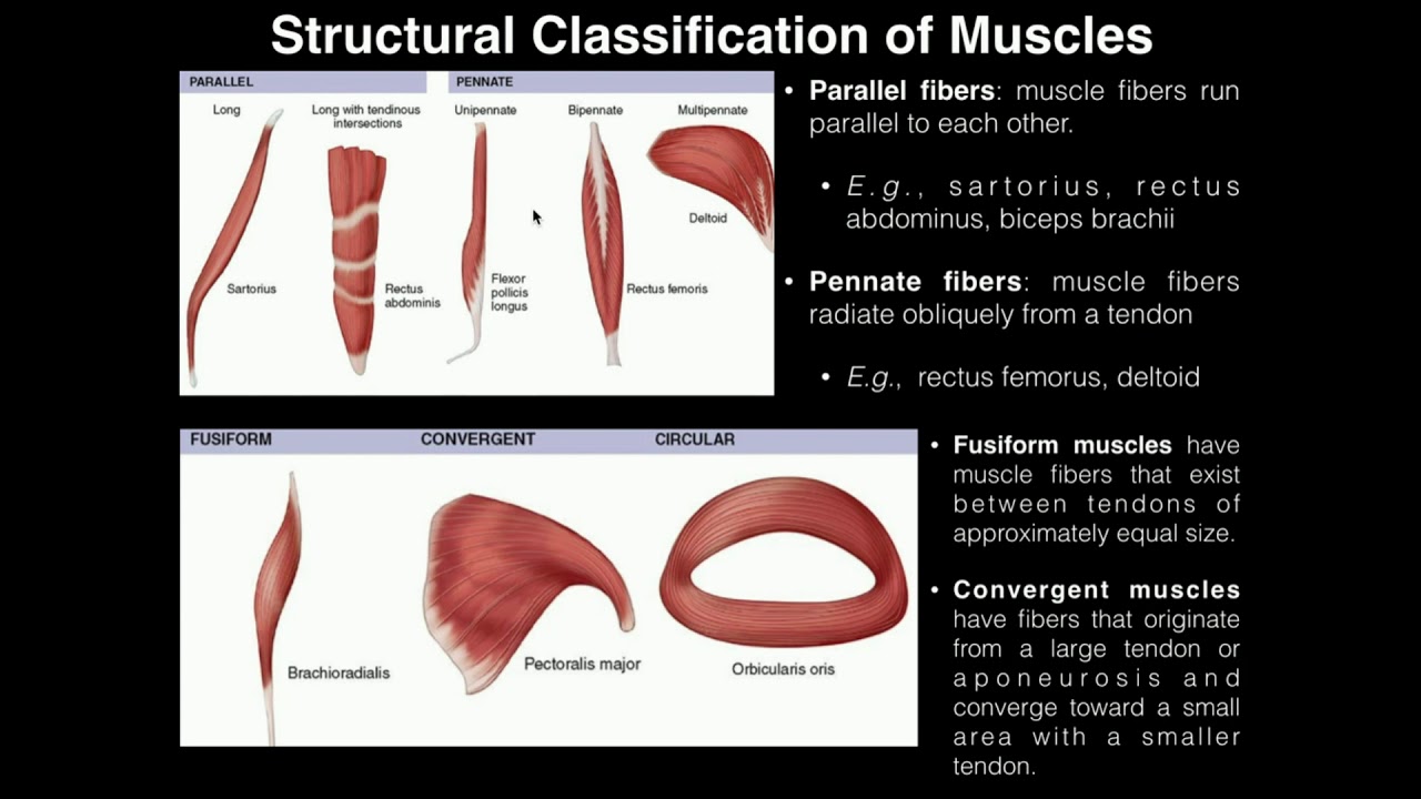 A&P I Lab | Exercises 8 & 9: Muscle Terminology, Movements, and Muscle ...