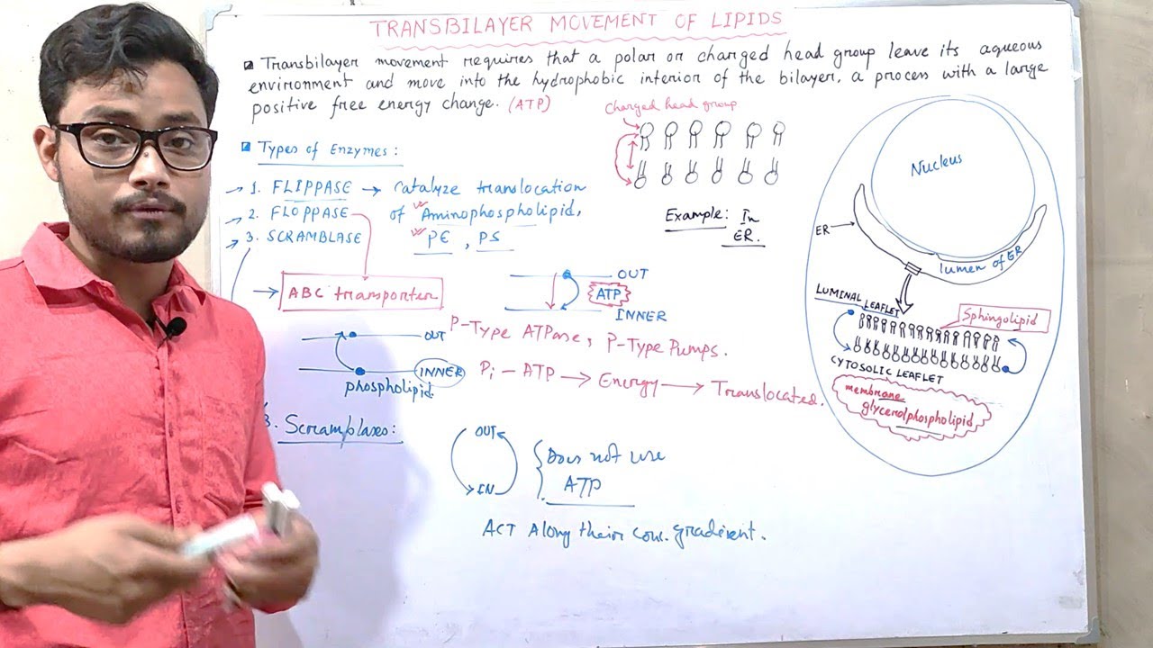 Transbilayer Movement of Lipids | Cell Biology - YouTube