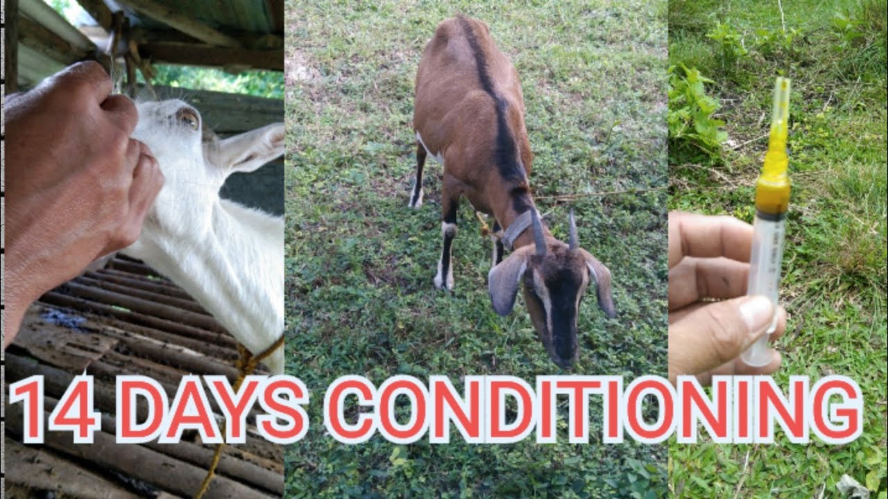 14 DAYS CONDITIONING[Paanu gagawin#boergoat #anglonubian#breed #farming ...