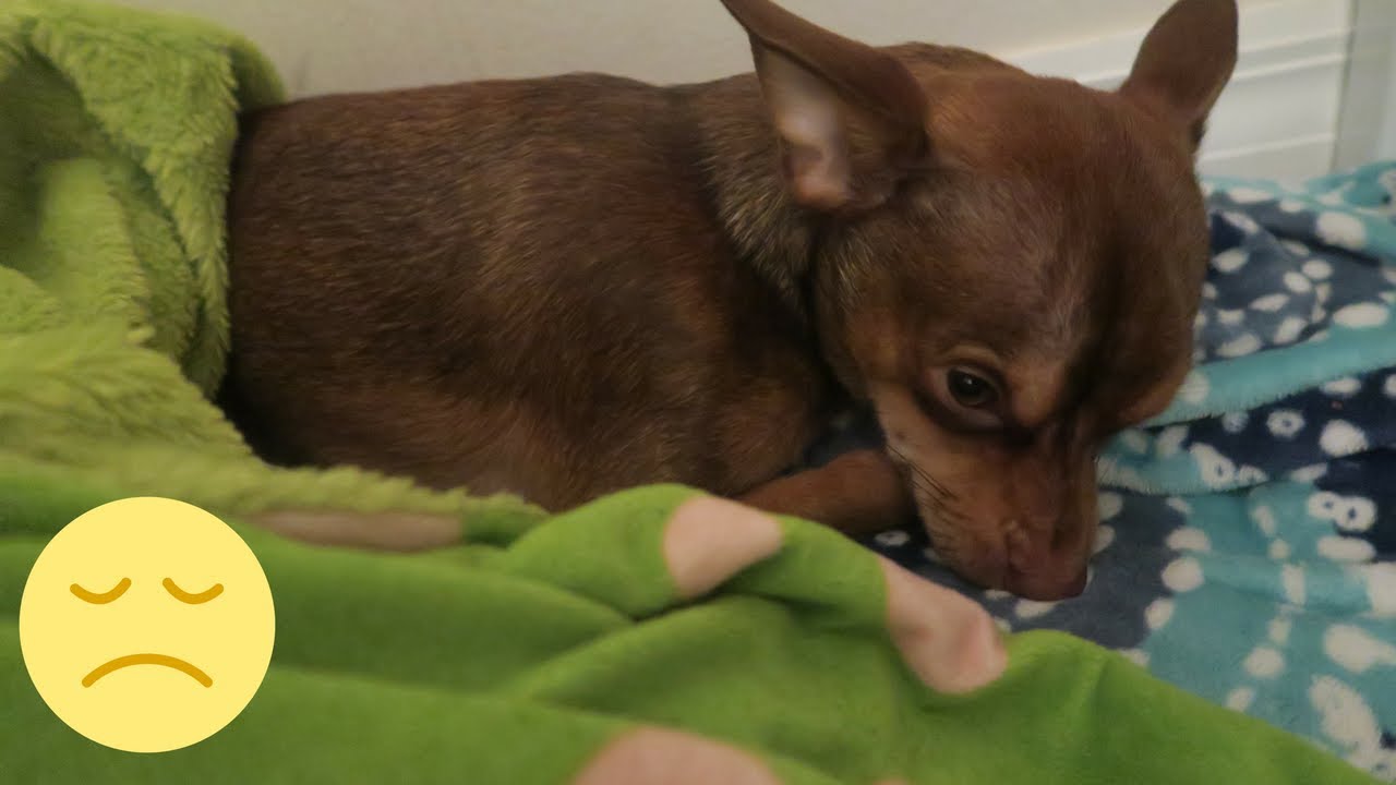 Prayers for Scooby - YouTube