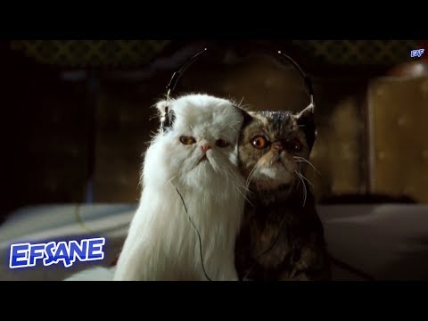 Kediler ve Köpekler - Beklediğimiz Gün Geldi | HD