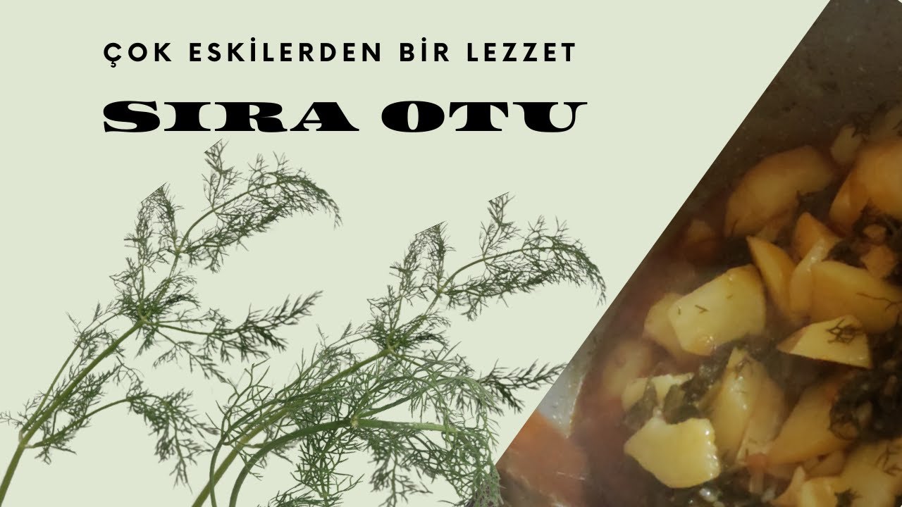 SIRA OTU - Arapsaçı Otu (Foeniculum Vulgare) / Yemeği Nasıl Yapılır ...