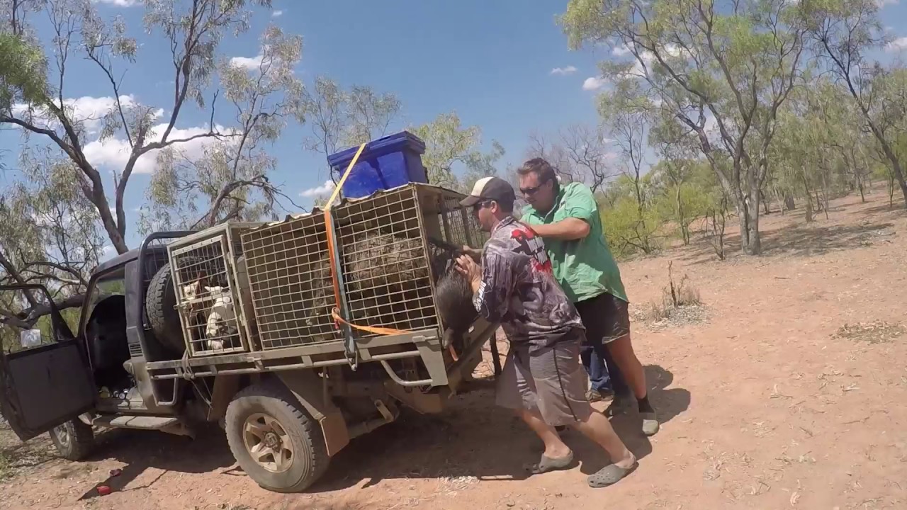 pigging Richmond qld - YouTube