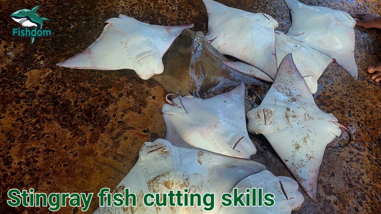 Amazing 😲 ! Stingray fish cutting and chopping skills village fish ...