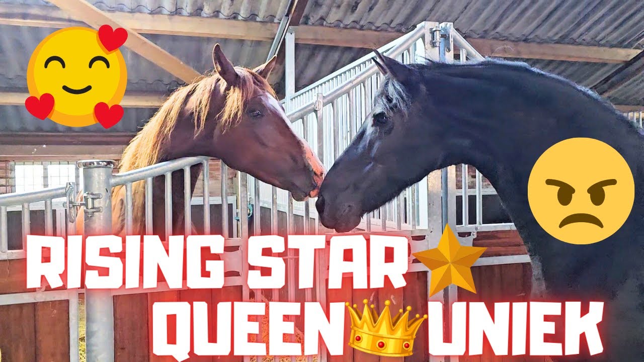 Love at second sight?🥰Or not!😠 Rising Star⭐ and Queen👑Uniek meet again ...