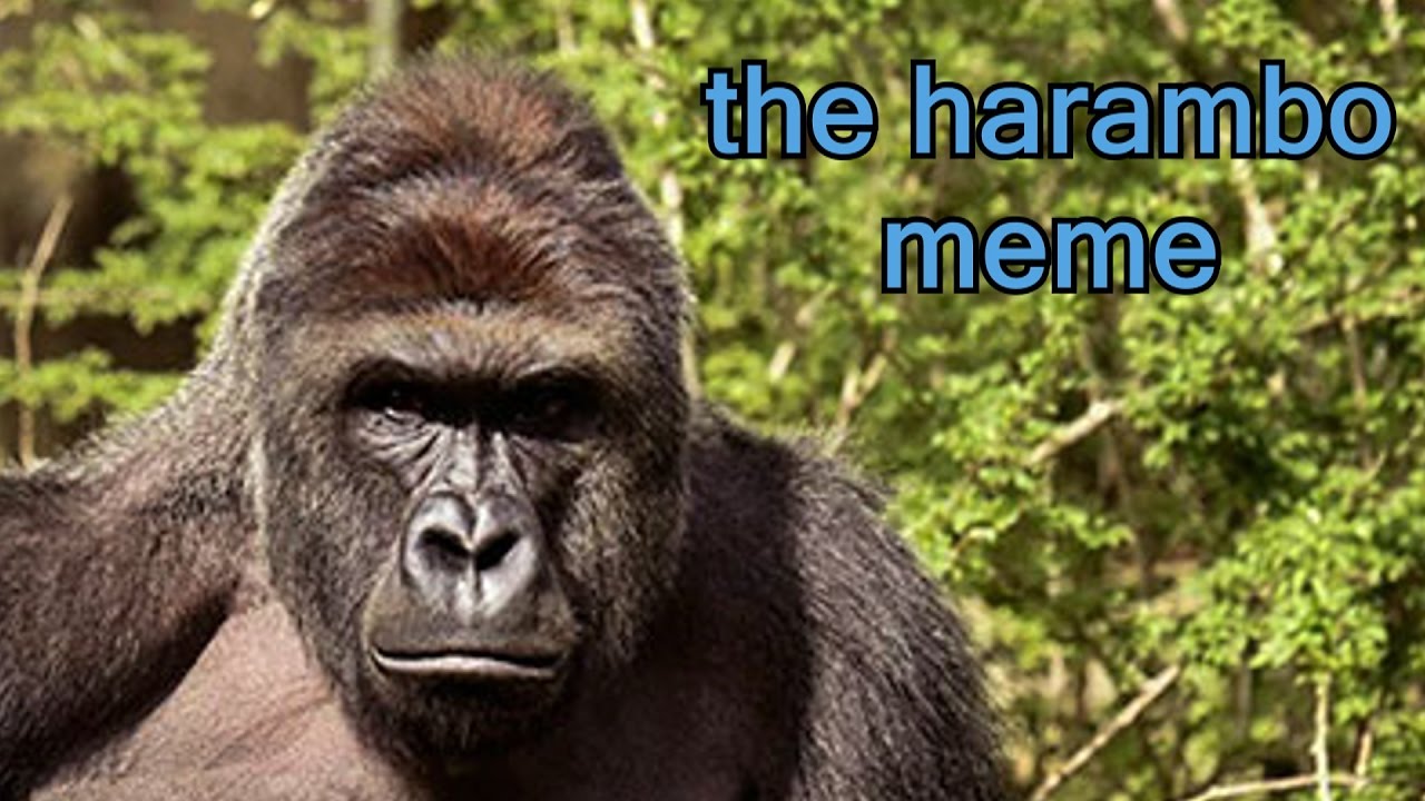 Main Theme - the harambo meme - YouTube