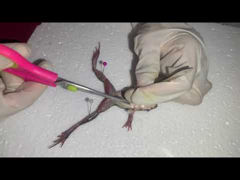 Praktikum Morfologi dan Anatomi Rana sp. (Amphibia) - YouTube