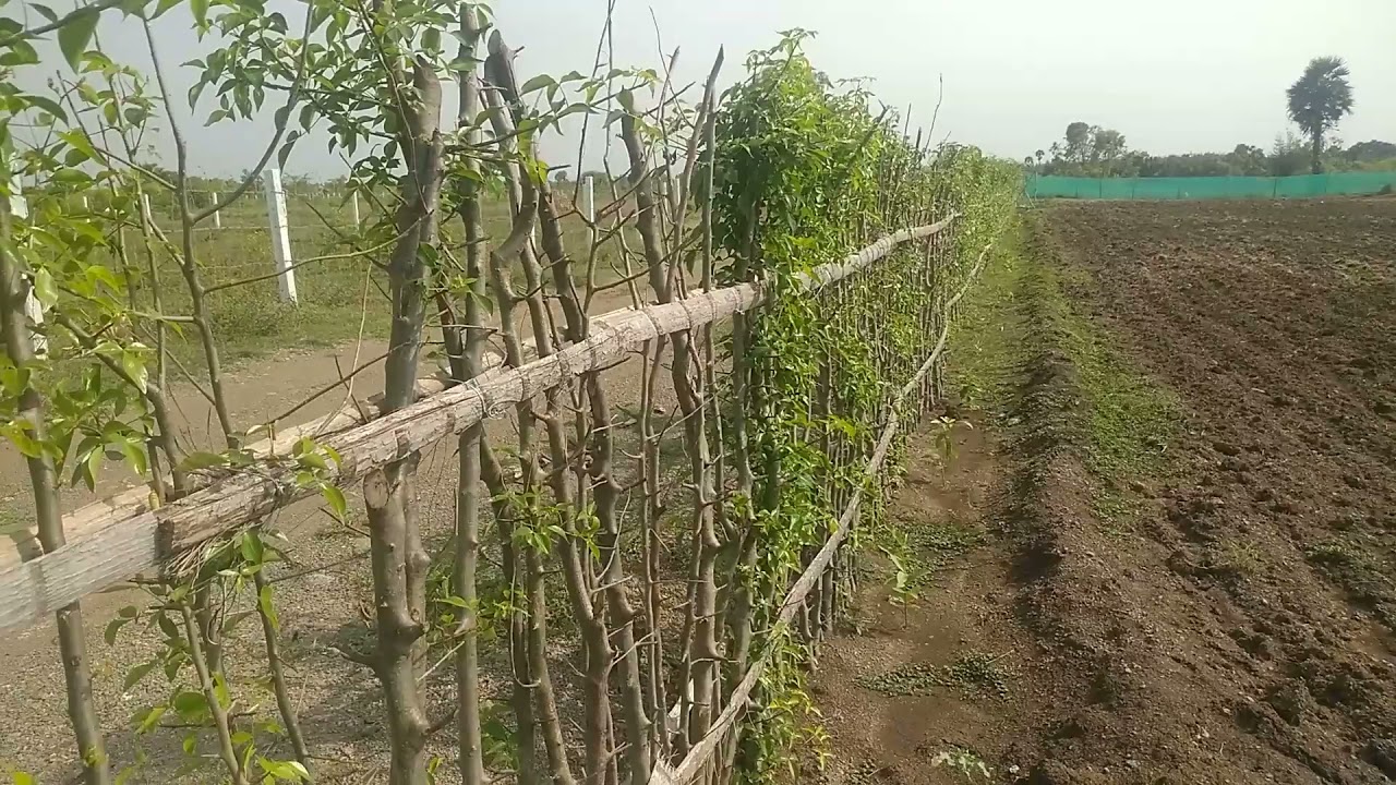 Kiluvai(2) - YouTube