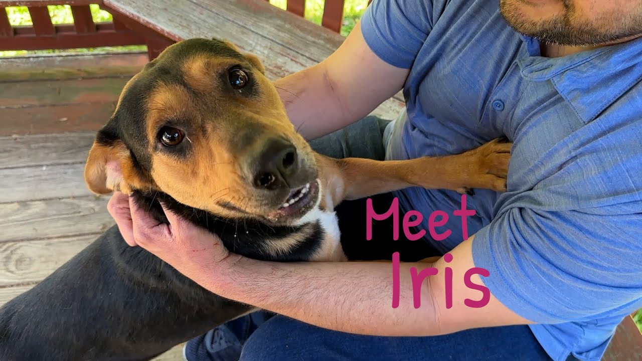 Pet of the Week: Iris - YouTube