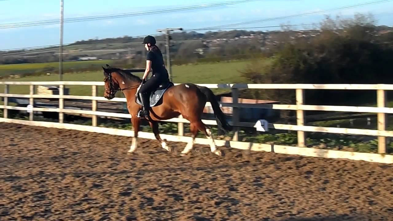 British Dressage Intro B walk trot test Dressage anywhere April 2015 ...