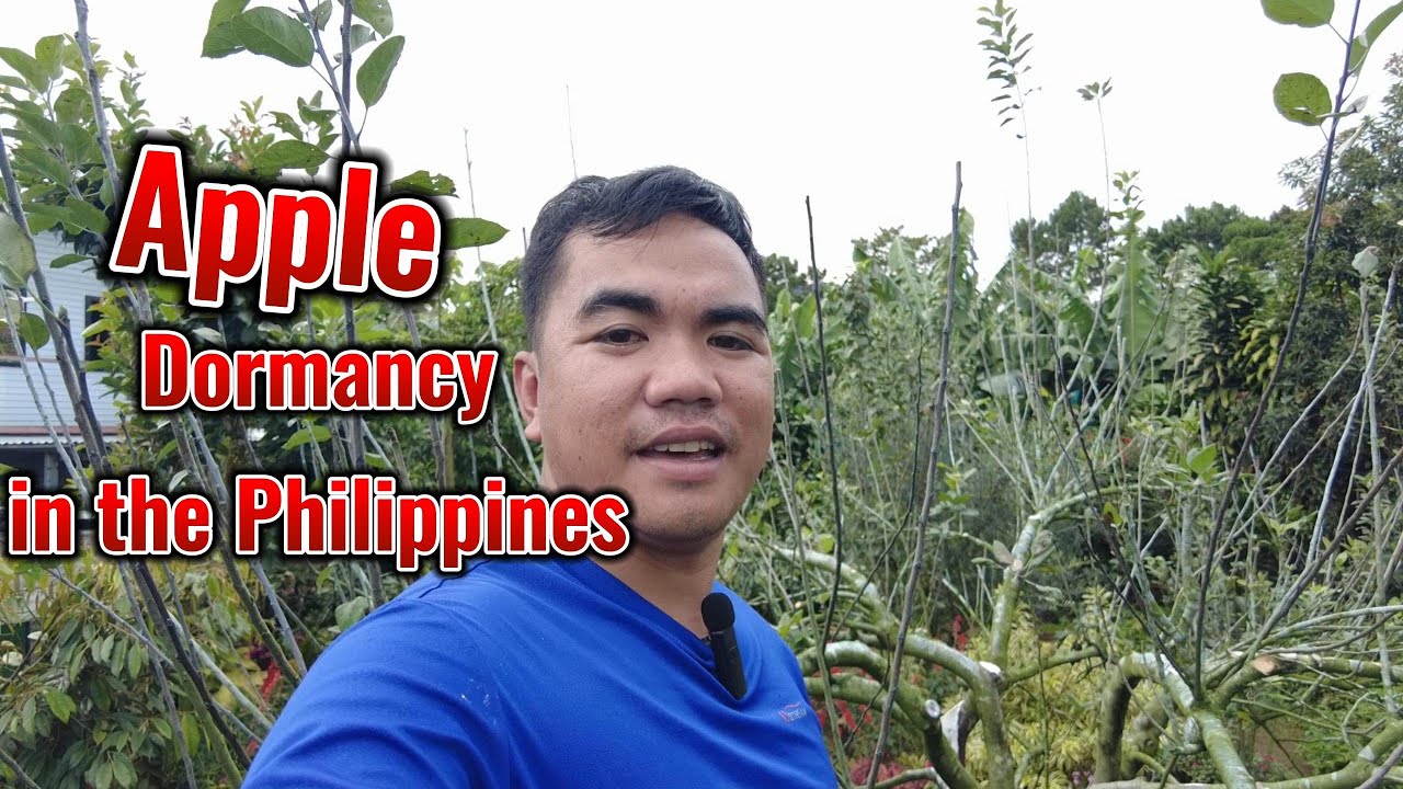 Apple Dormancy in the Philippines - YouTube
