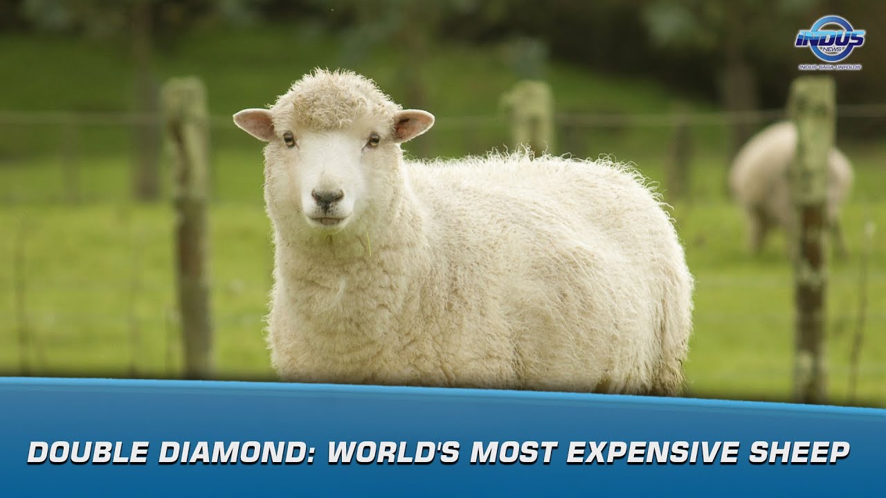 Double Diamond: World's most expensive sheep | Indus News | Indus News ...
