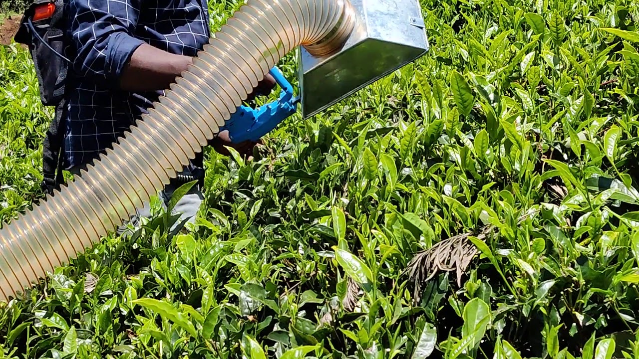 tea leaf plucking machine new technology - YouTube