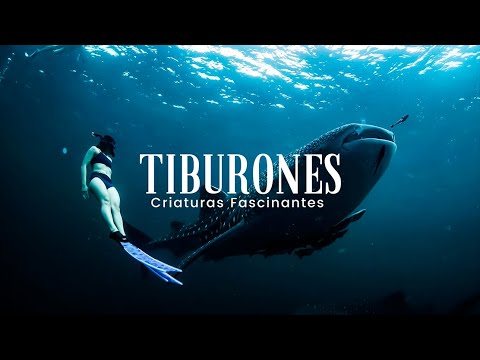TIBURONES / MINI DOCUMENTAL / Criaturas Fascinantes con Historias ...
