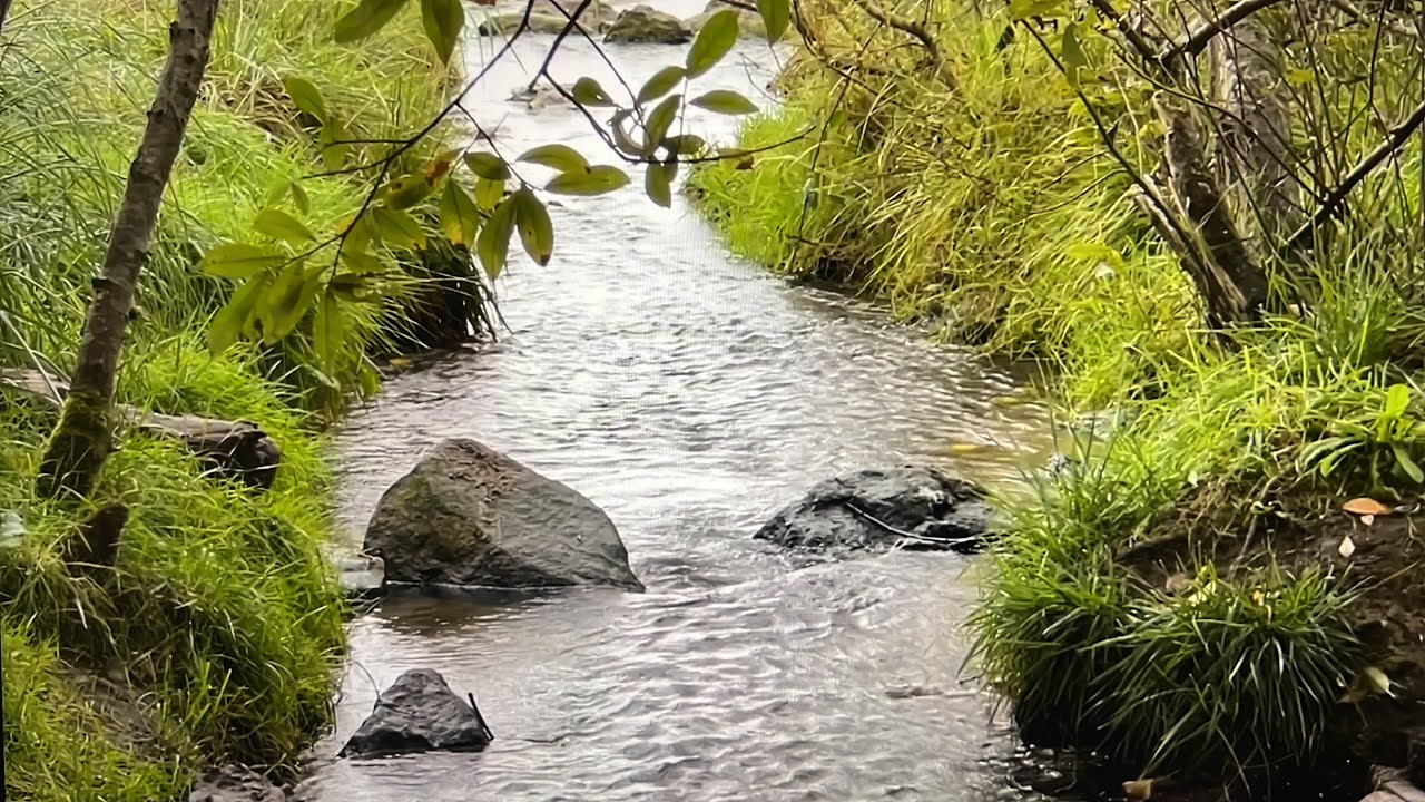 Nature ambience, The sound of a babbling brook flowing in a forest ...