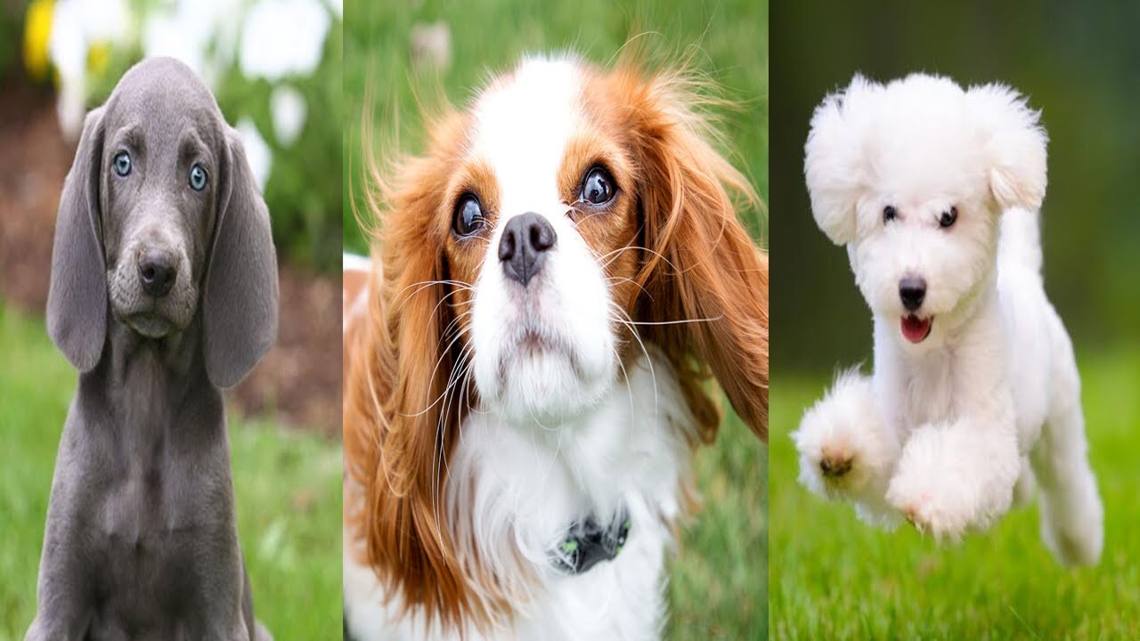 The Reason We Find Dogs So Cute | The Science Behind Why We Find Dogs ...