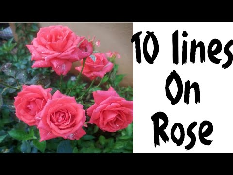 10 lines on Rose 🌹| short lines on rose for kids - YouTube