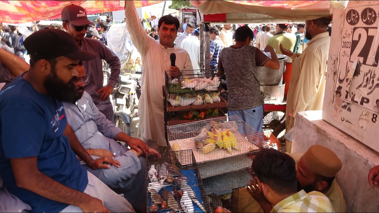 Birds Market Lalukhet the Biggest Birds Market in Pakistan Sunday Video ...