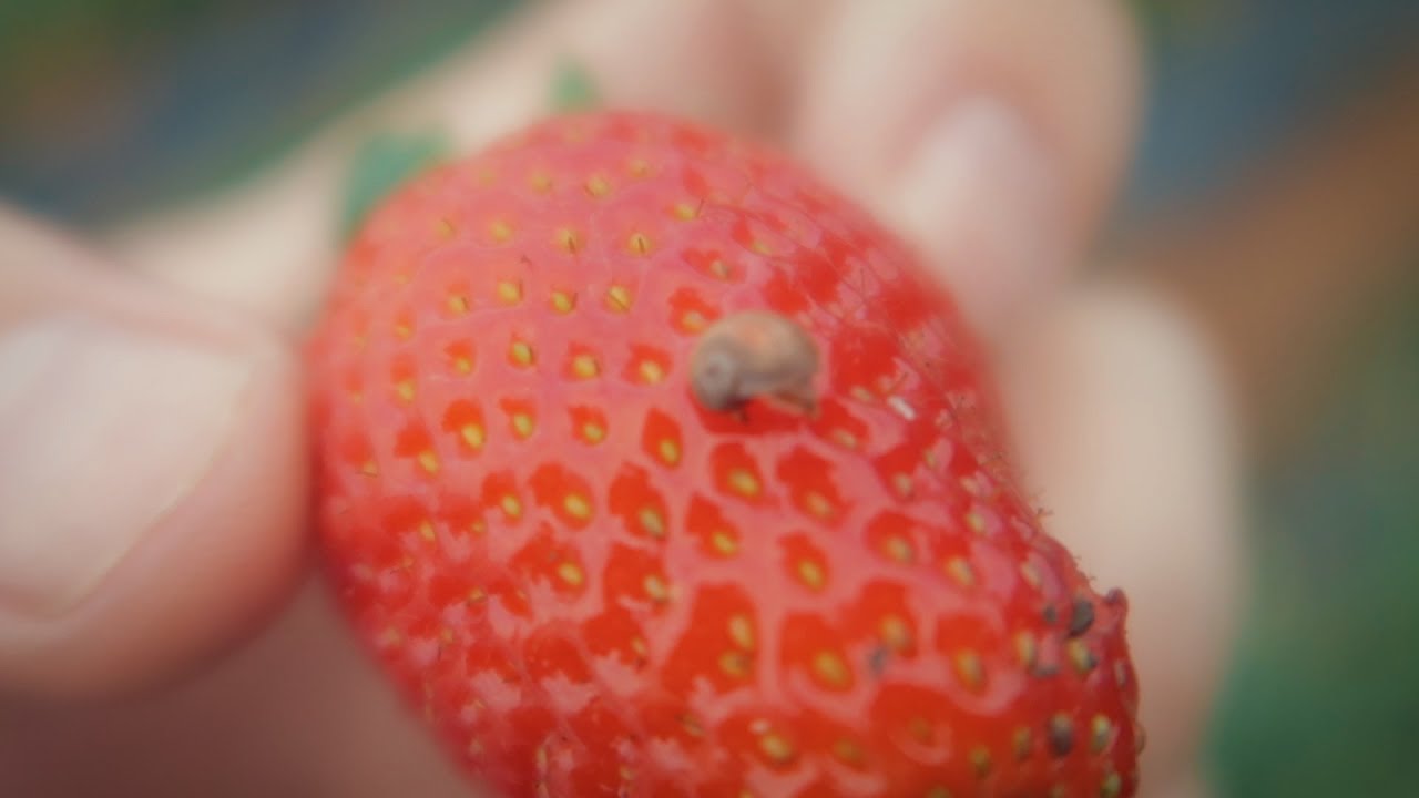 WORLD'S SMALLEST SNAIL? | Mornington Peninsula - YouTube