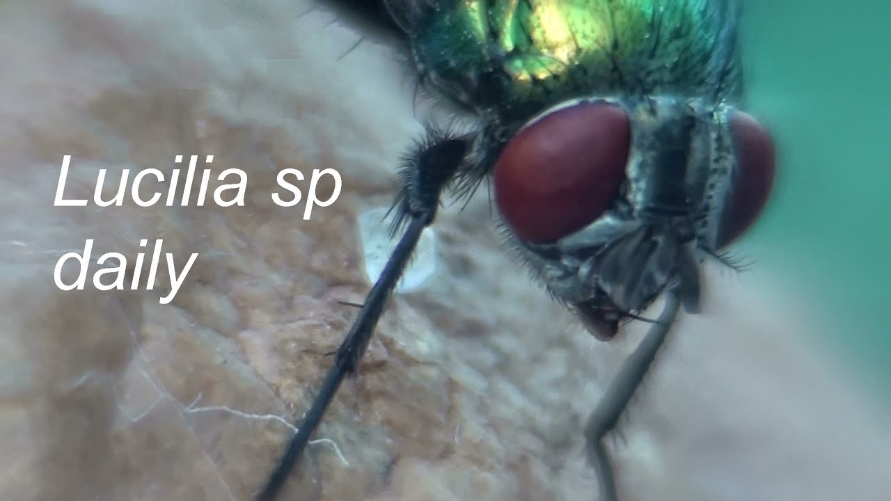 lucilia sp - YouTube