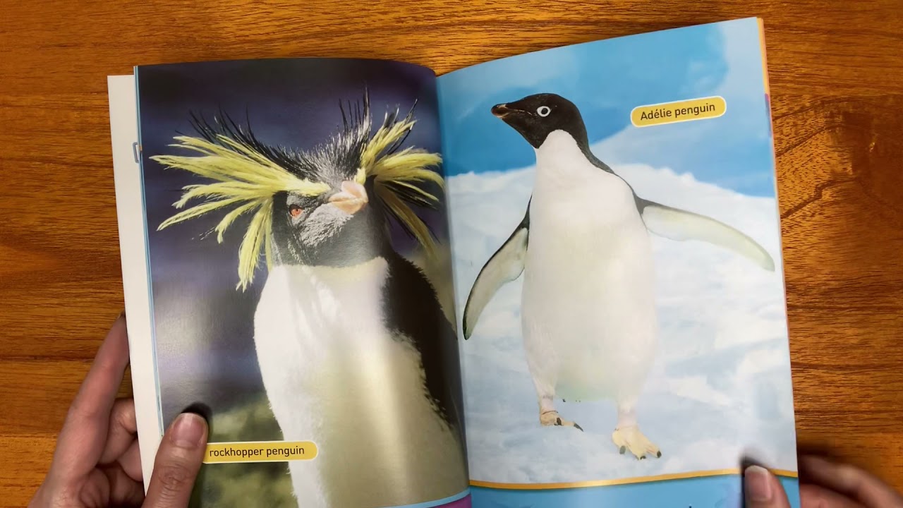 Hello, Penguin! - YouTube