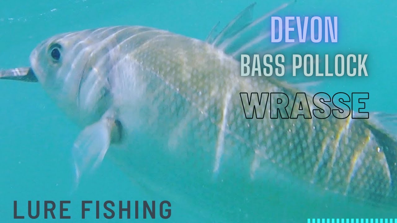 Lure Fishing for Wrasse Pollock and Bass in Devon UK SEA FISHING # ...
