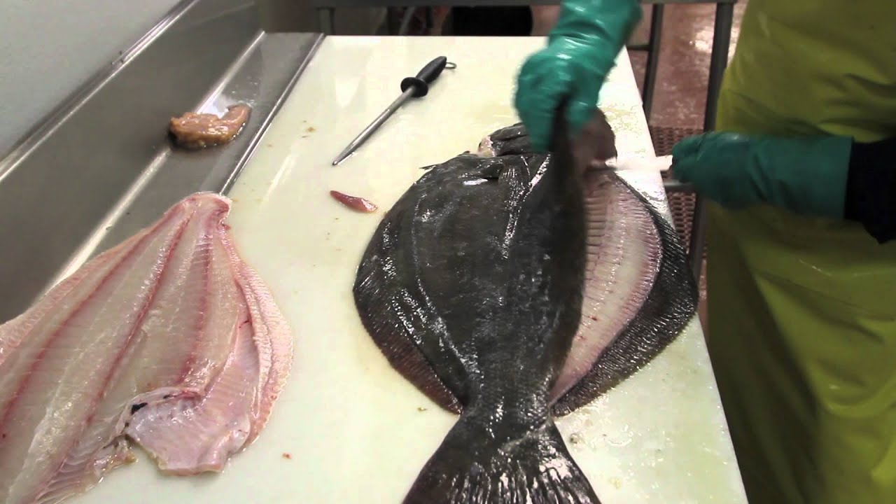 How To Fillet A Halibut 1080p.mov - YouTube