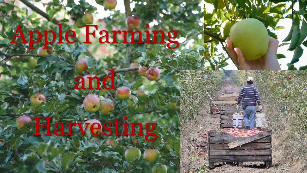 How to produce and harvesting apple | Apple farming | Apple harvest ...