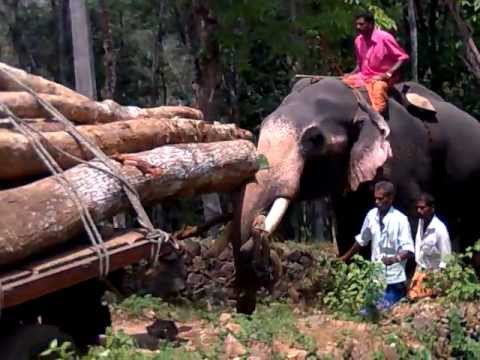 an elephant pushing a truck - YouTube