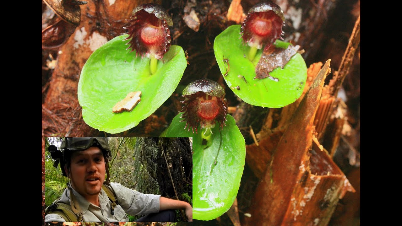 Orchid Hunters Australia : Grumula special - YouTube