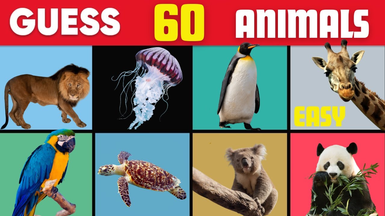 Guess 60 Animals in 5 Seconds | Easy Level | Quiz Game - YouTube