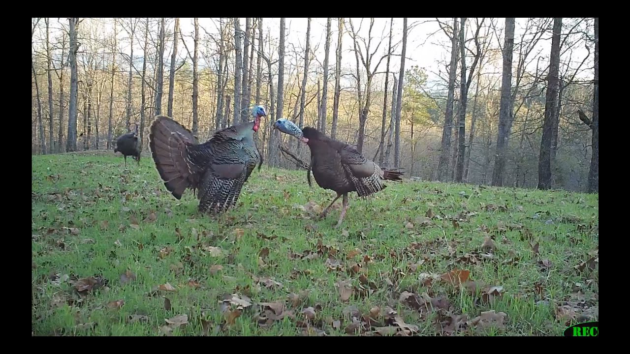 Wild Turkeys Strut: Captivating Game Camera Footage with Epic Mountain ...