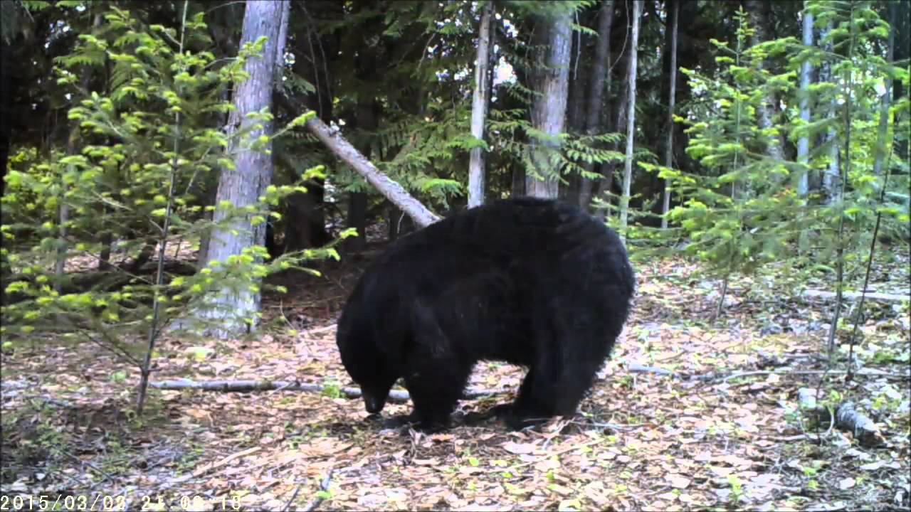 Bears doing what bears do - YouTube