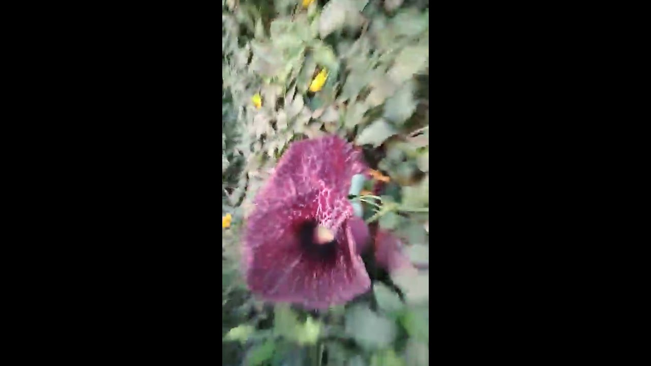 Duck flowers home garden - YouTube