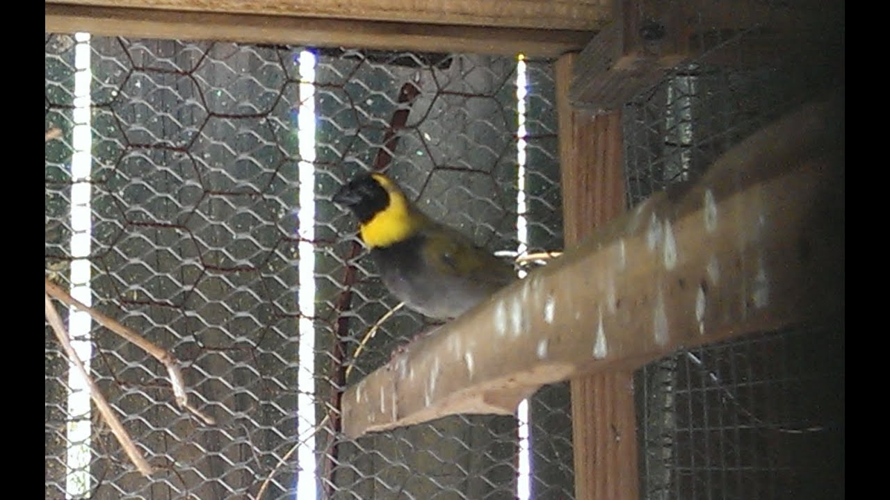 Tobi yerbero de cuba, cuban finch two month old baby - YouTube
