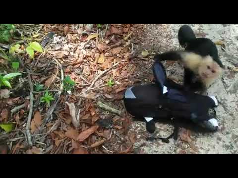Mono curioso