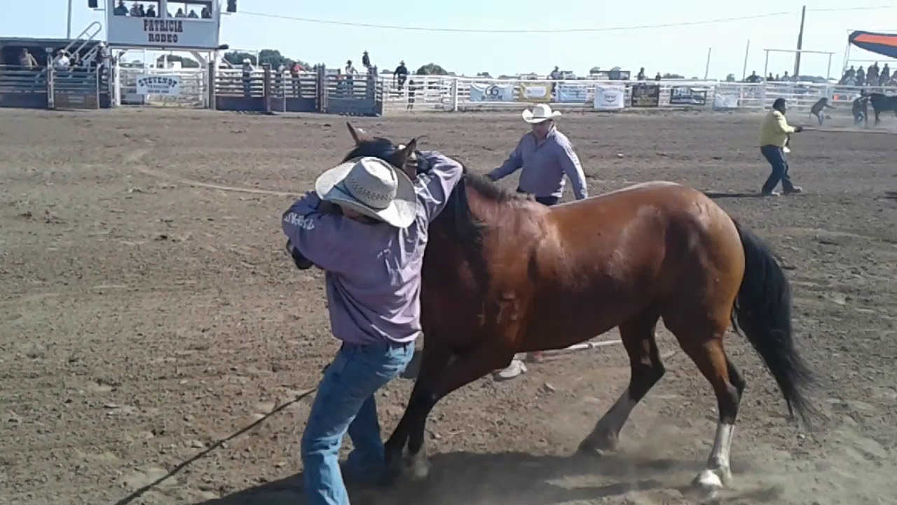 Wild horse rodeo - YouTube