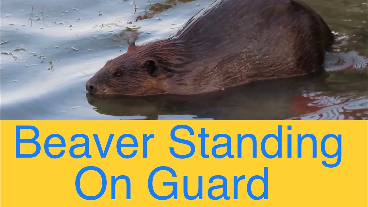 ChewBarka the Beaver Marking His Territory and Standing Guard - YouTube